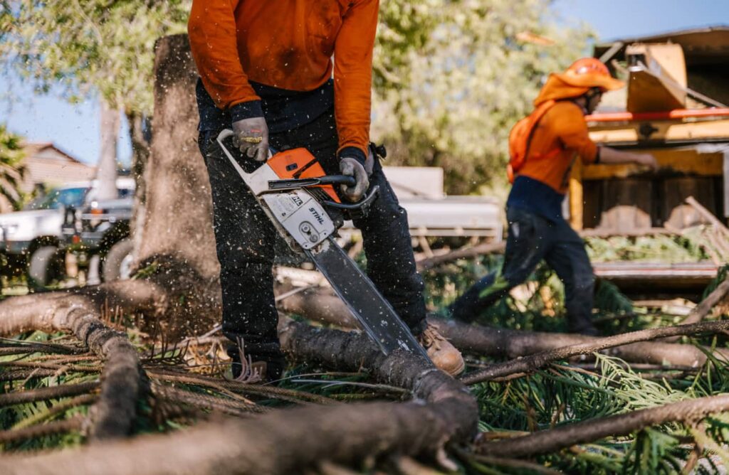 Leading Western Australia Arborist and Tree Services