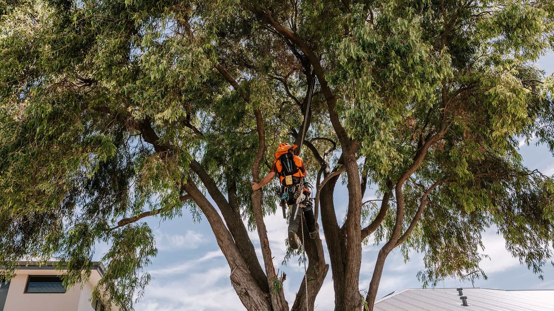 Industrial & Commercial Tree service Mandurah - Pete's Treeworx